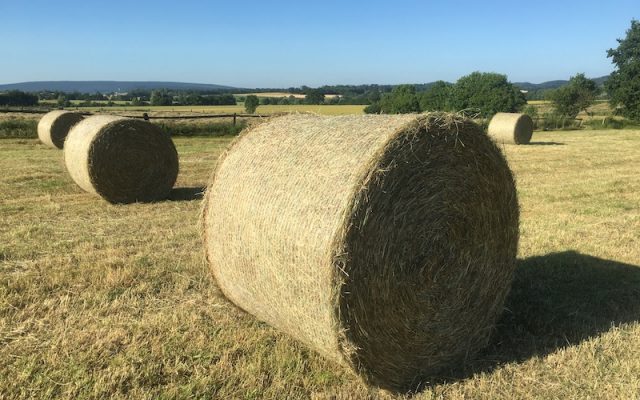 Hochwertiges Heu - worauf es bei der Herstellung ankommt! | DeinHeuboden